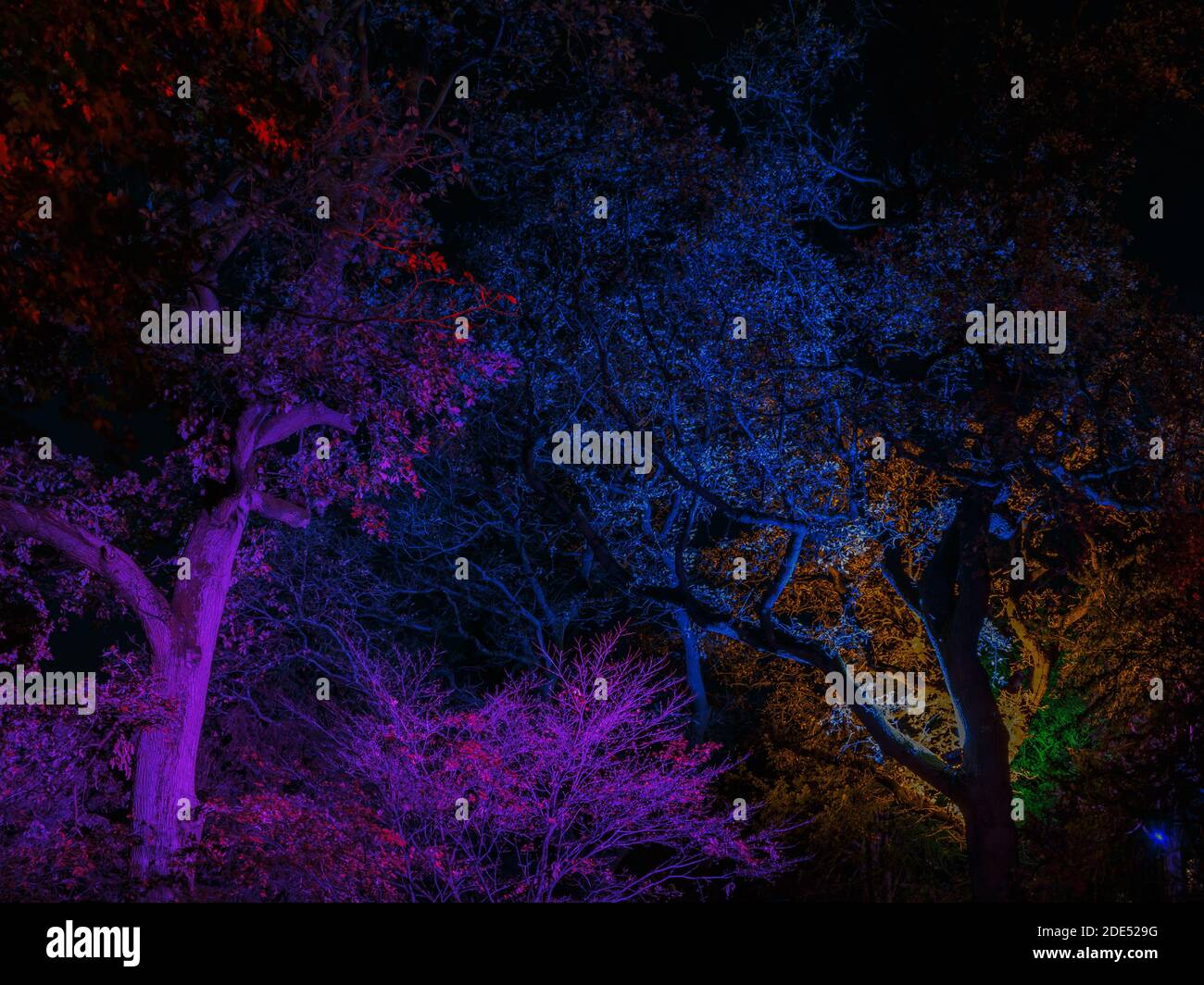 The trees in Alexandra gardens lit up by coloured lights Stock Photo ...