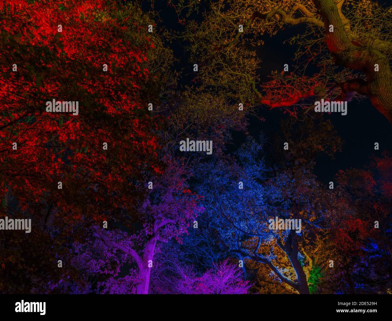 The trees in Alexandra gardens lit up by coloured lights Stock Photo ...