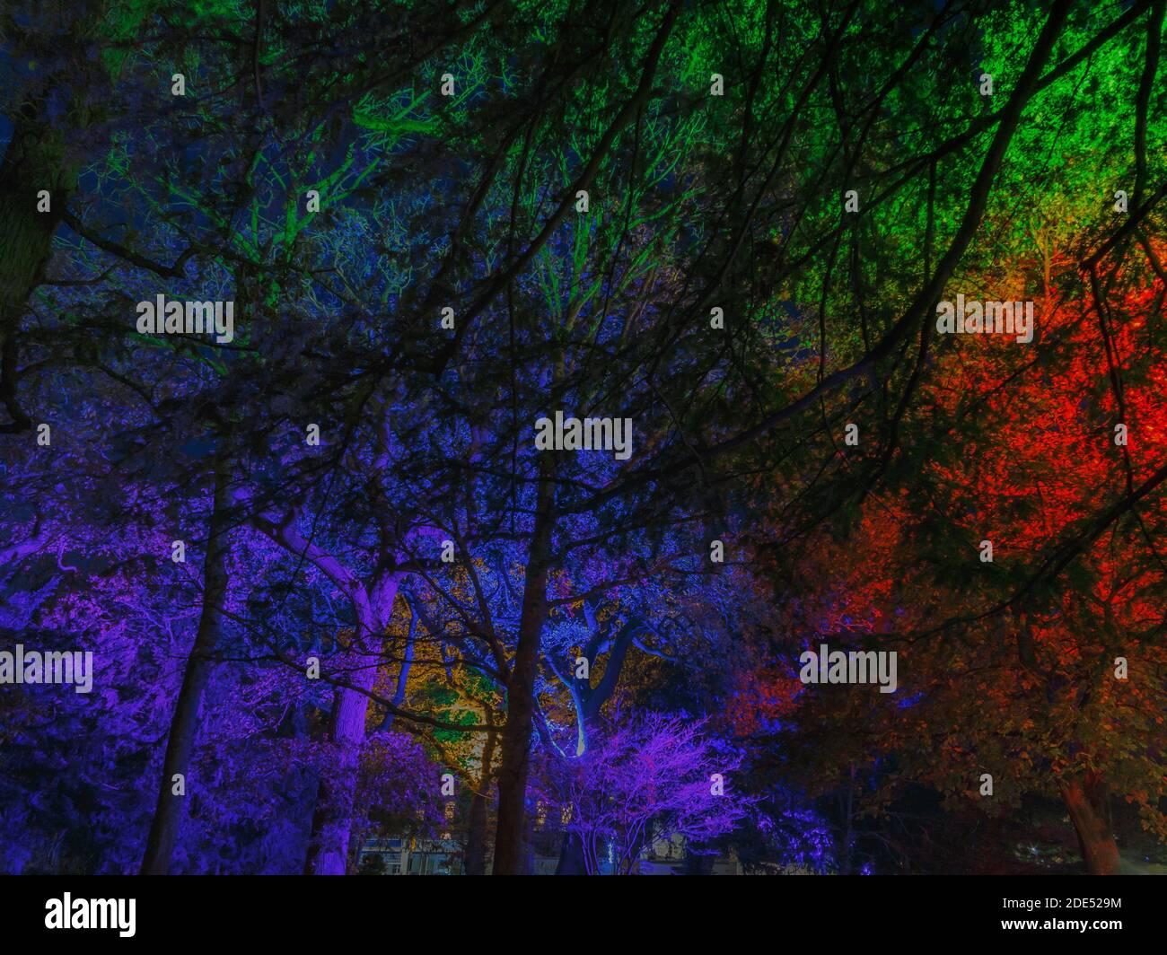 The trees in Alexandra gardens lit up by coloured lights Stock Photo ...