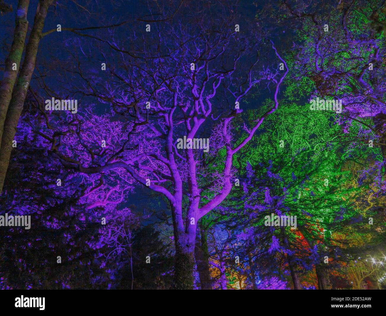 The trees in Alexandra gardens lit up by coloured lights Stock Photo ...