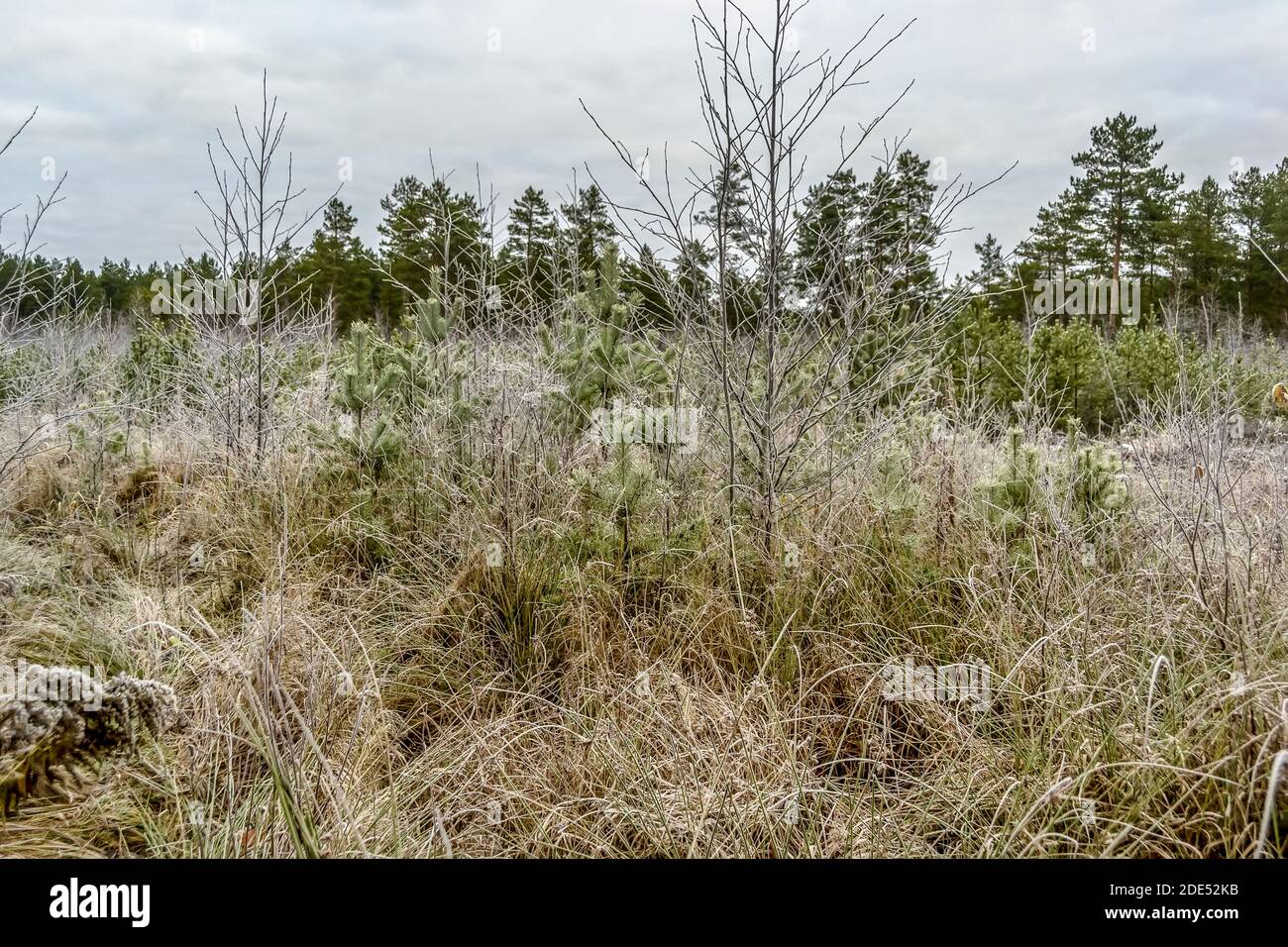 A cold November day in a swamp in the middle of the forest Stock Photo ...