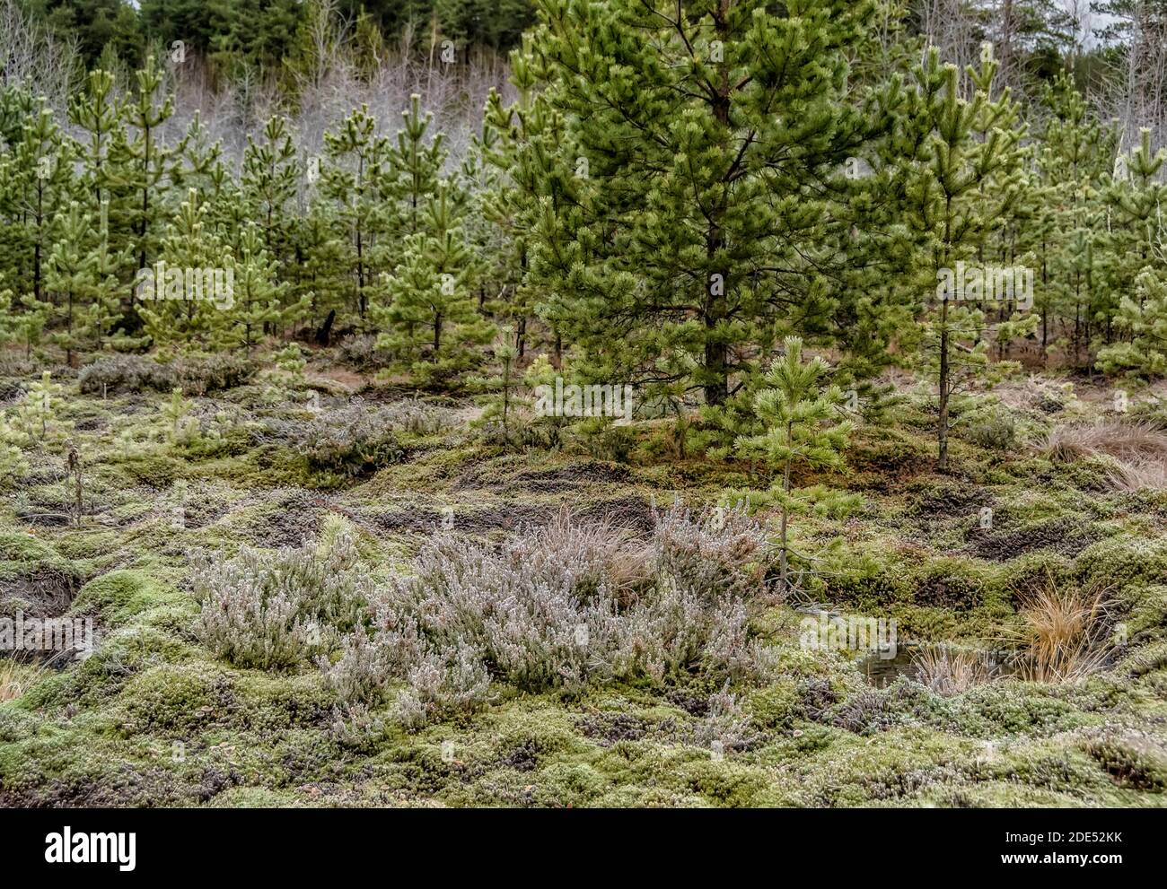 A cold November day in a swamp in the middle of the forest Stock Photo ...