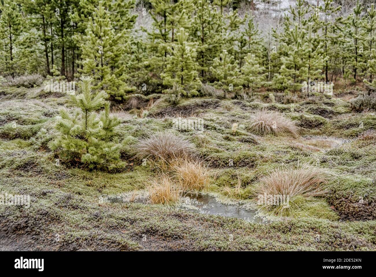 A cold November day in a swamp in the middle of the forest Stock Photo ...