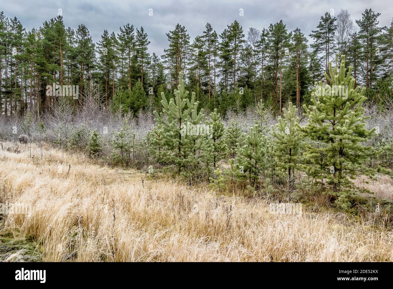 A cold November day in a swamp in the middle of the forest Stock Photo ...