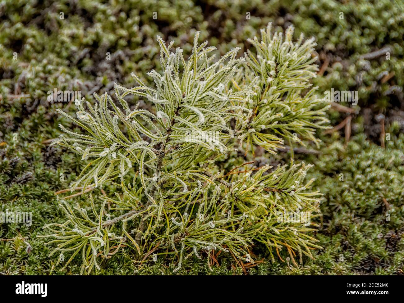 A cold November day in a swamp in the middle of the forest Stock Photo ...