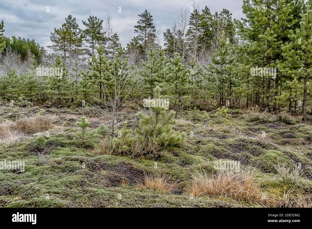 A cold November day in a swamp in the middle of the forest Stock Photo ...