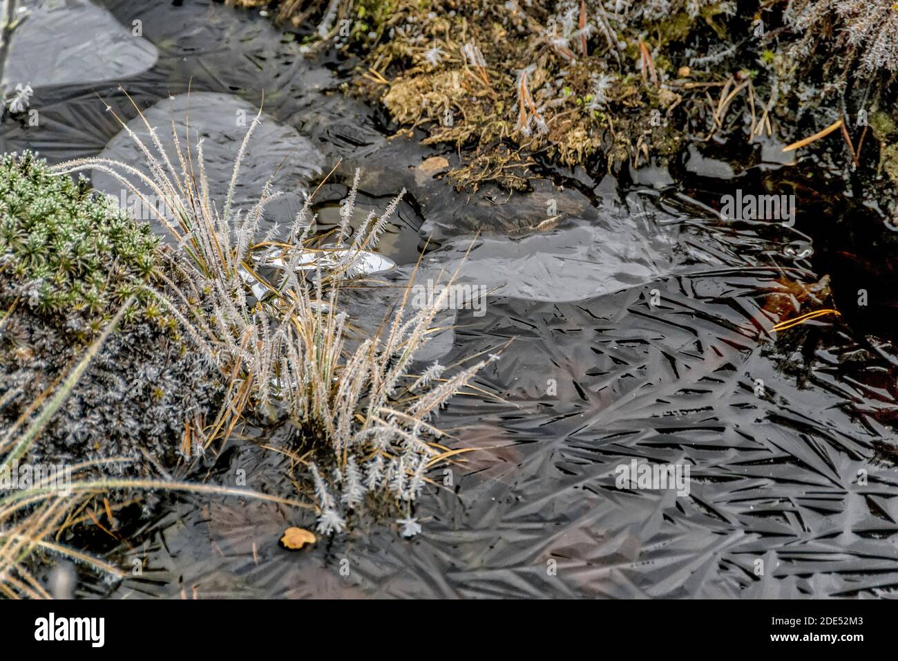 A cold November day in a swamp in the middle of the forest Stock Photo ...