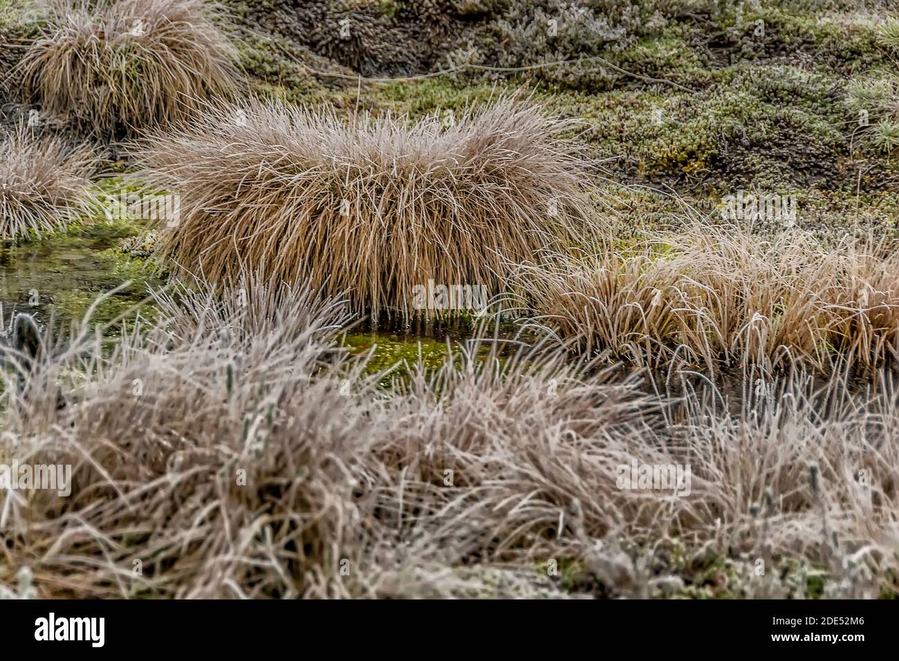 A cold November day in a swamp in the middle of the forest Stock Photo ...
