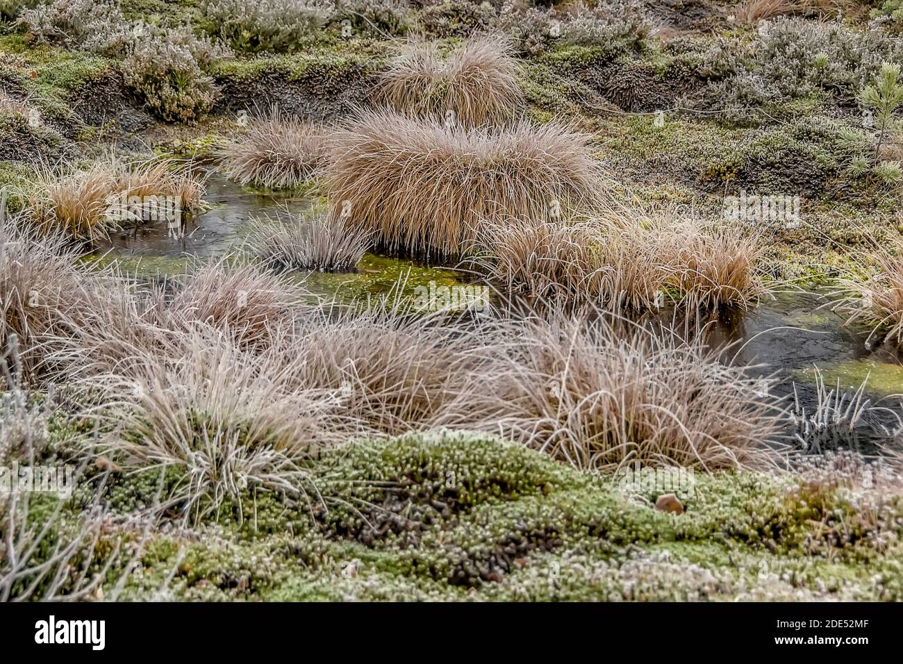 A cold November day in a swamp in the middle of the forest Stock Photo ...