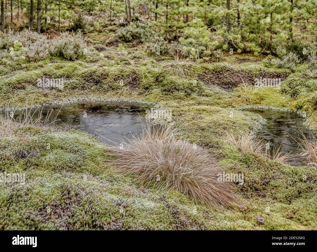 A cold November day in a swamp in the middle of the forest Stock Photo ...