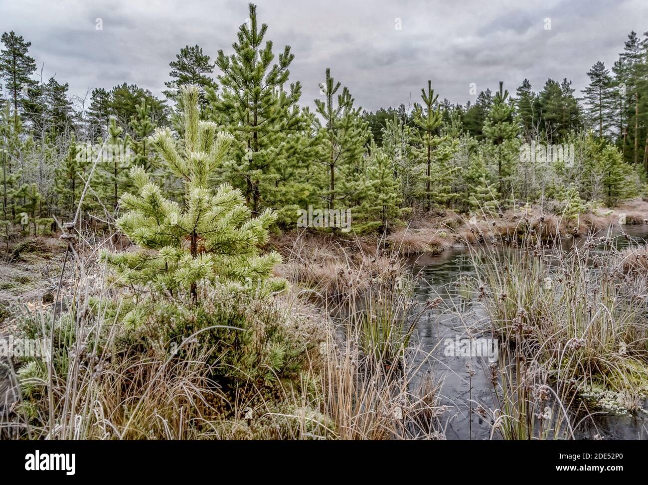 A cold November day in a swamp in the middle of the forest Stock Photo ...