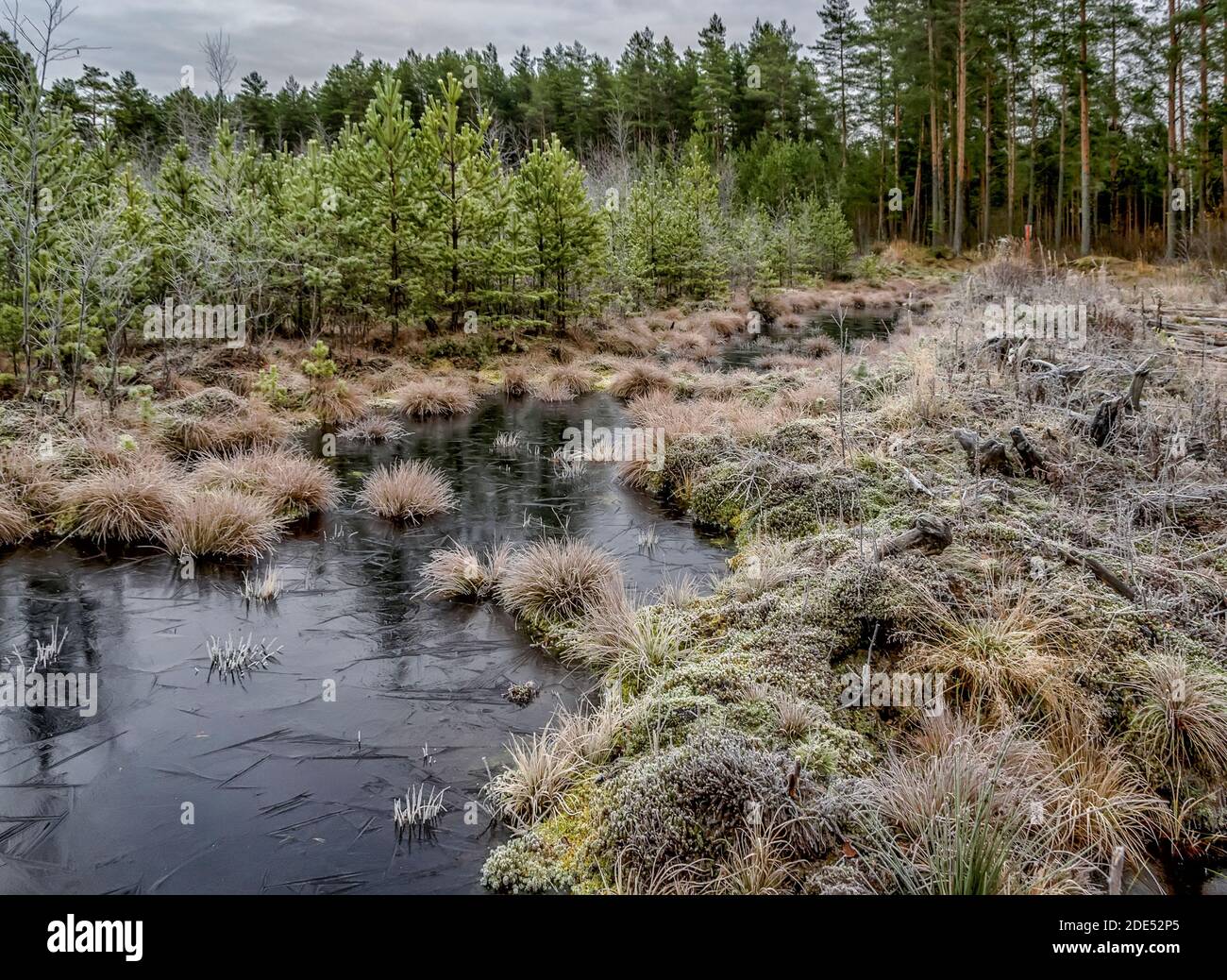 A cold November day in a swamp in the middle of the forest Stock Photo ...