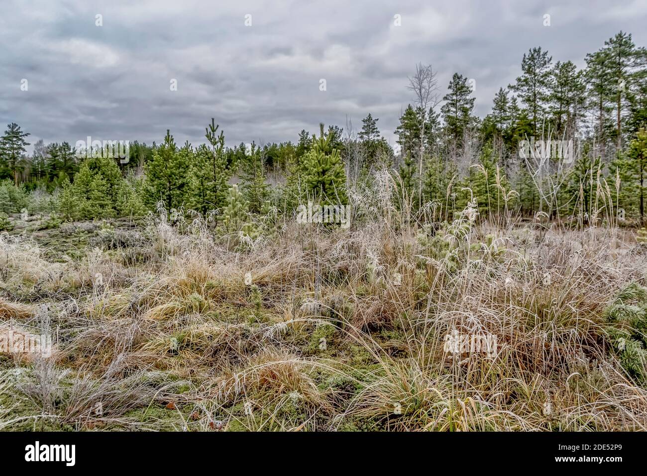 A cold November day in a swamp in the middle of the forest Stock Photo ...