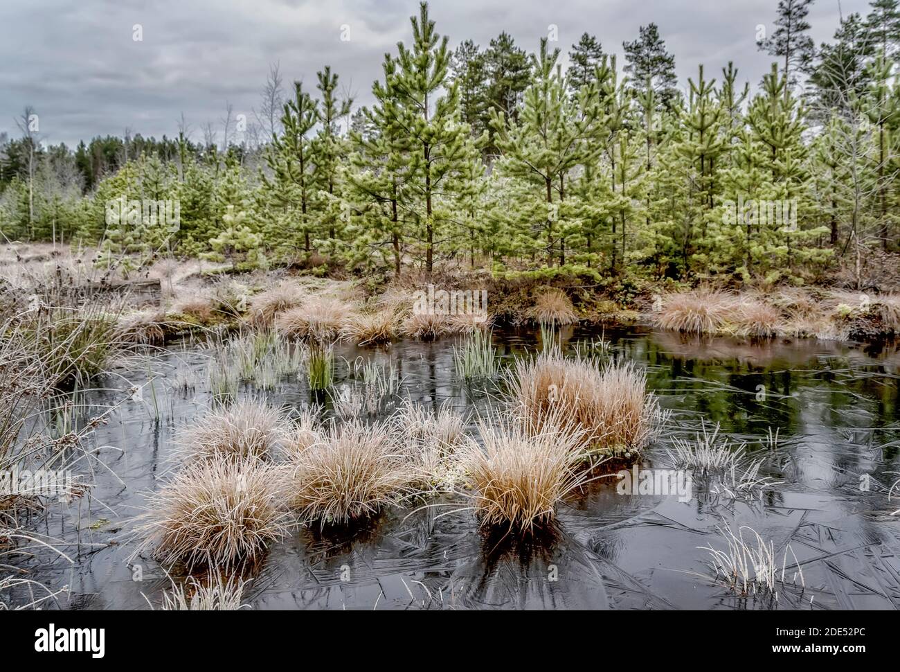 A cold November day in a swamp in the middle of the forest Stock Photo ...