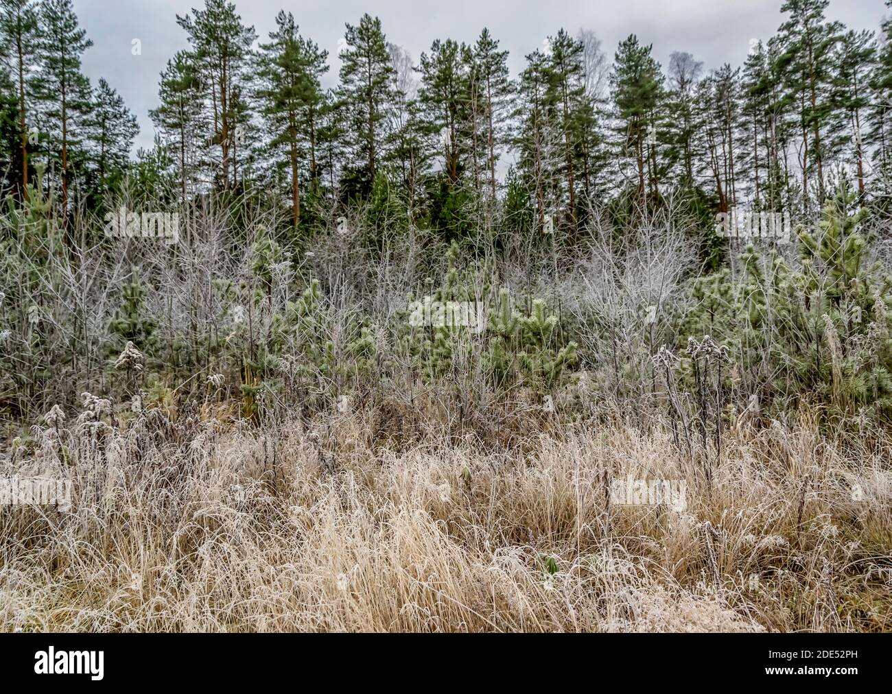 A cold November day in a swamp in the middle of the forest Stock Photo ...