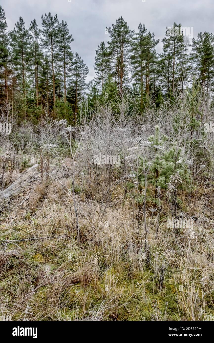 A cold November day in a swamp in the middle of the forest Stock Photo ...