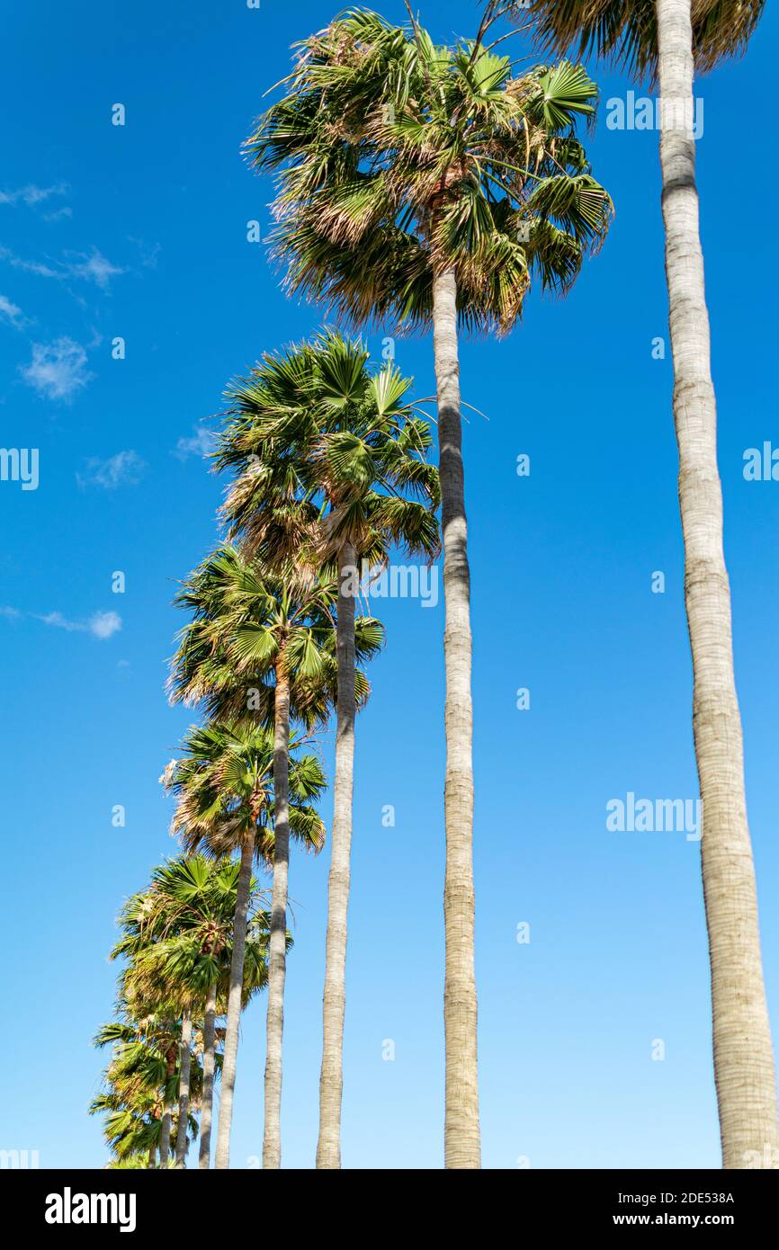 a line of palm trees fading into the distance with blue skies behind ...