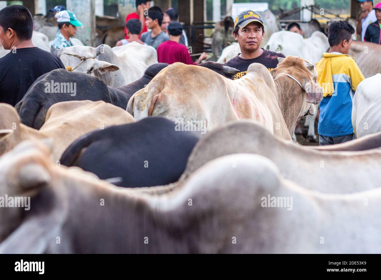 Early morning at the Padre Garcia Livestock Auction Market in Batangas ...