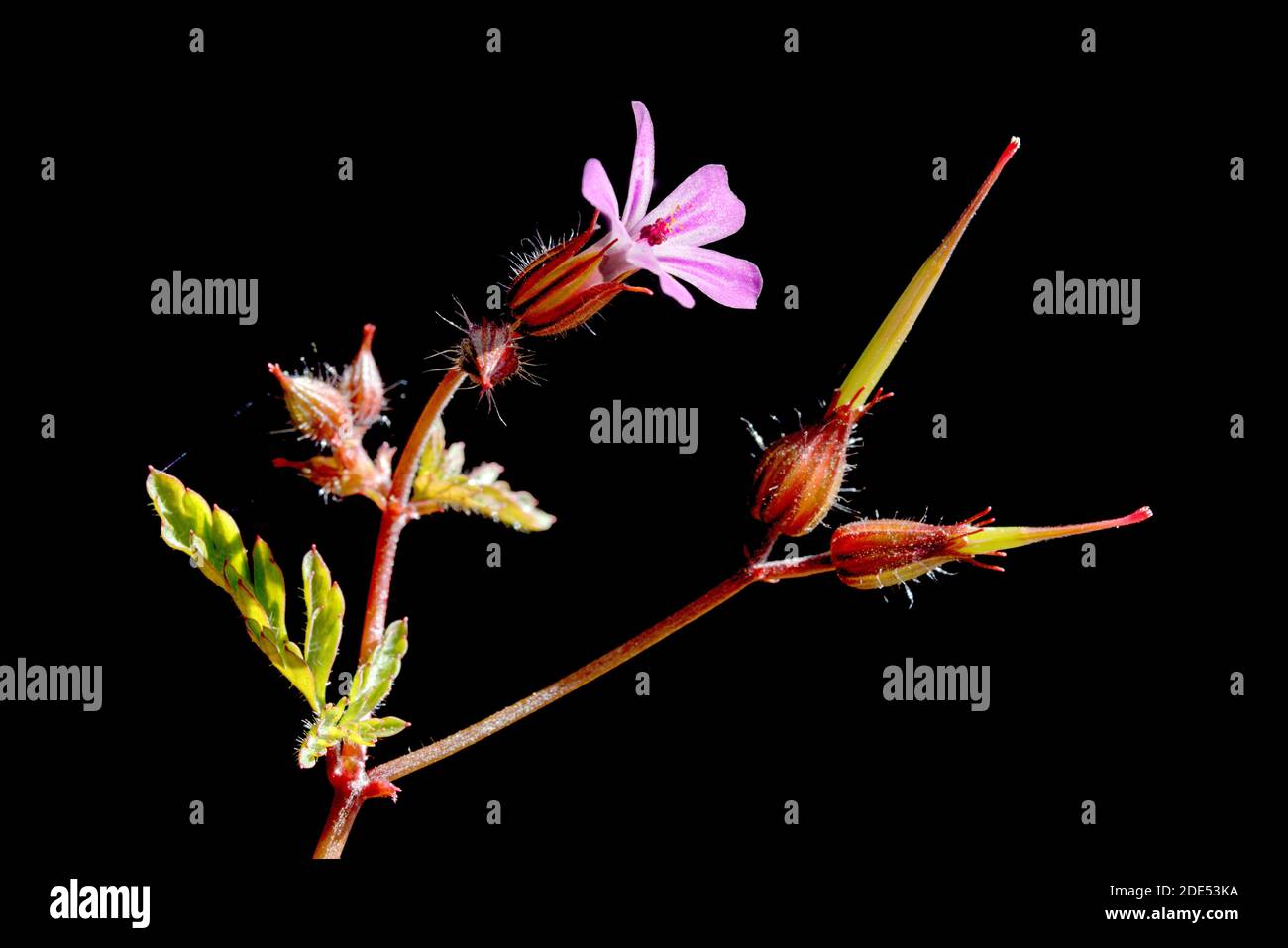 Wildflower seed pods hi-res stock photography and images - Alamy
