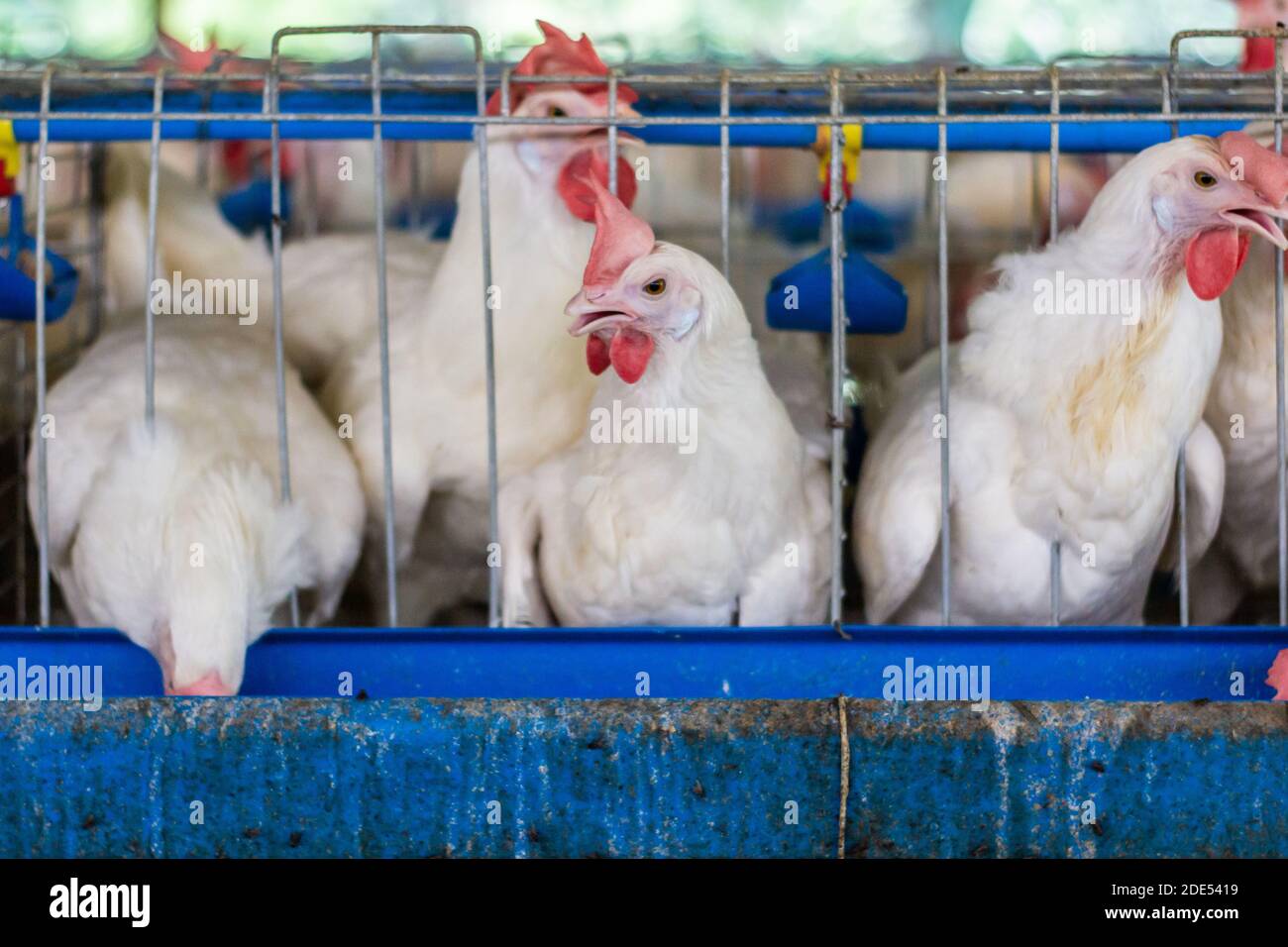 Poultry farm in Batangas, Philippines Stock Photo - Alamy