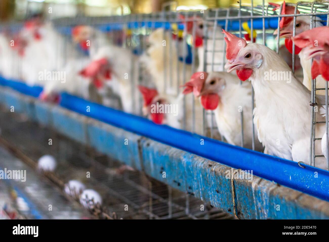 At a poultry farm in Batangas, Philippines Stock Photo - Alamy