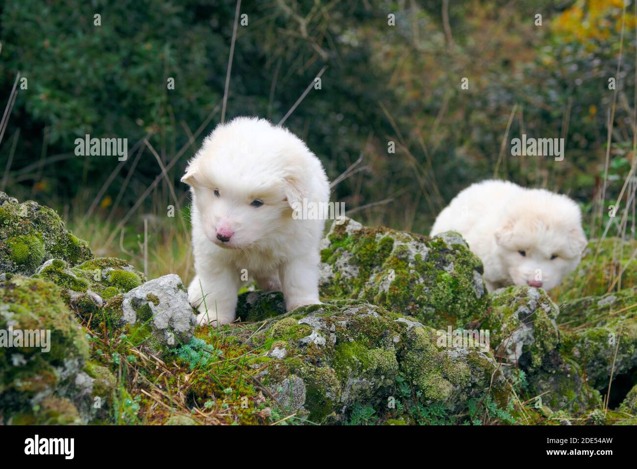 two white shepherd puppies sitting and looking at me in a rural area of ...