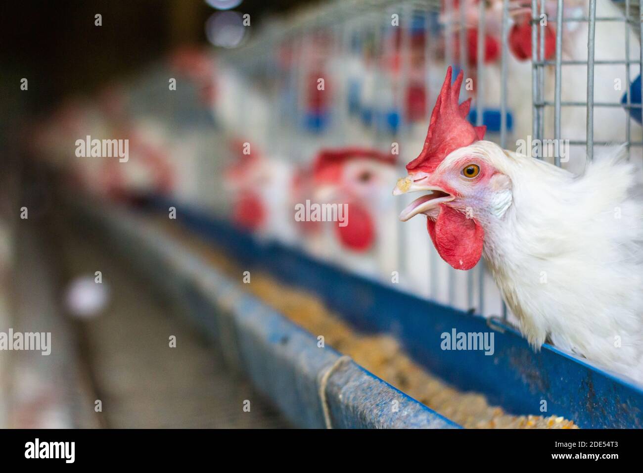 Poultry farm in the philippines hi-res stock photography and images - Alamy