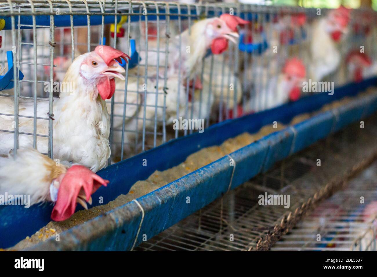 Poultry farm hi-res stock photography and images - Alamy