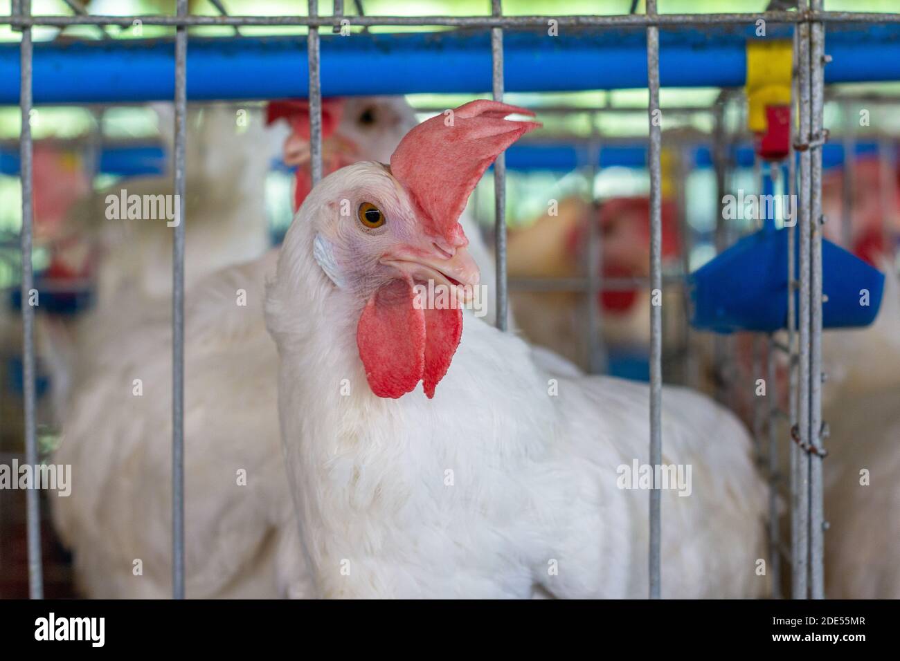 Poultry farm in the philippines hi-res stock photography and images - Alamy