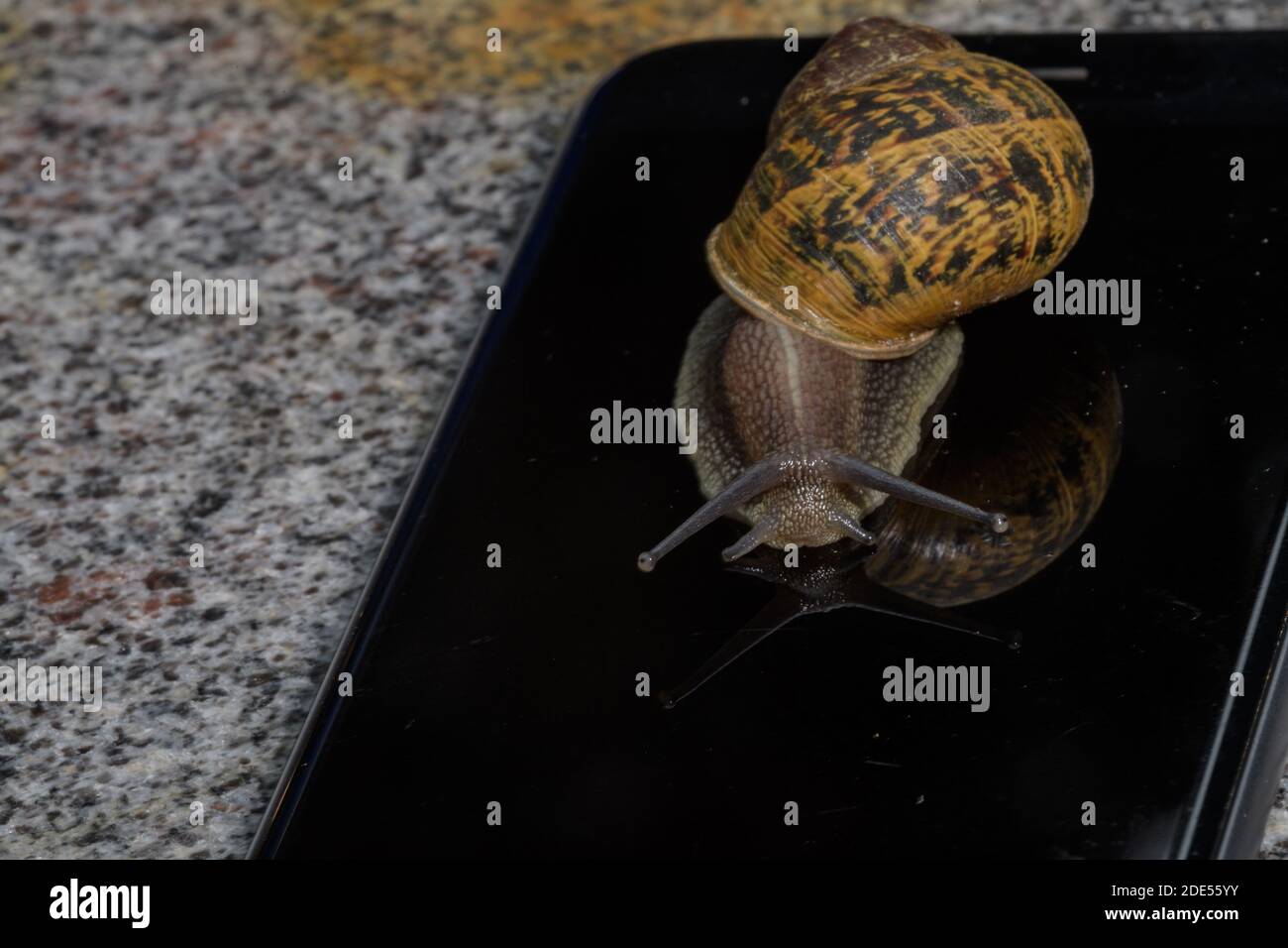A Garden Snail reflects on a Iphone Stock Photo - Alamy