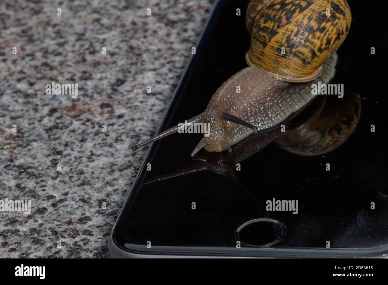 A Garden Snail reflects on a Iphone Stock Photo - Alamy