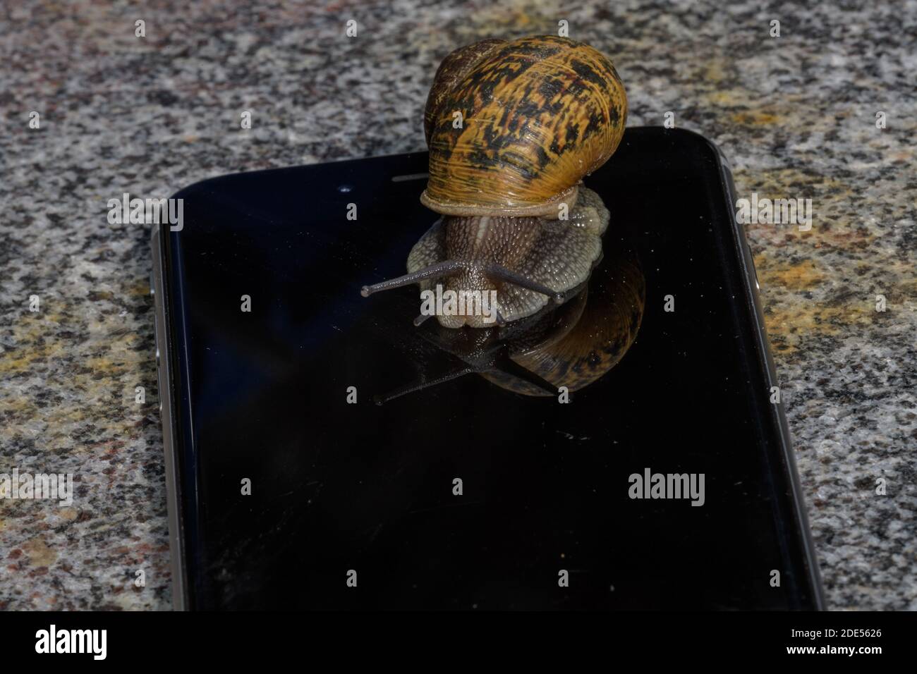 A Garden Snail reflects on a Iphone Stock Photo - Alamy