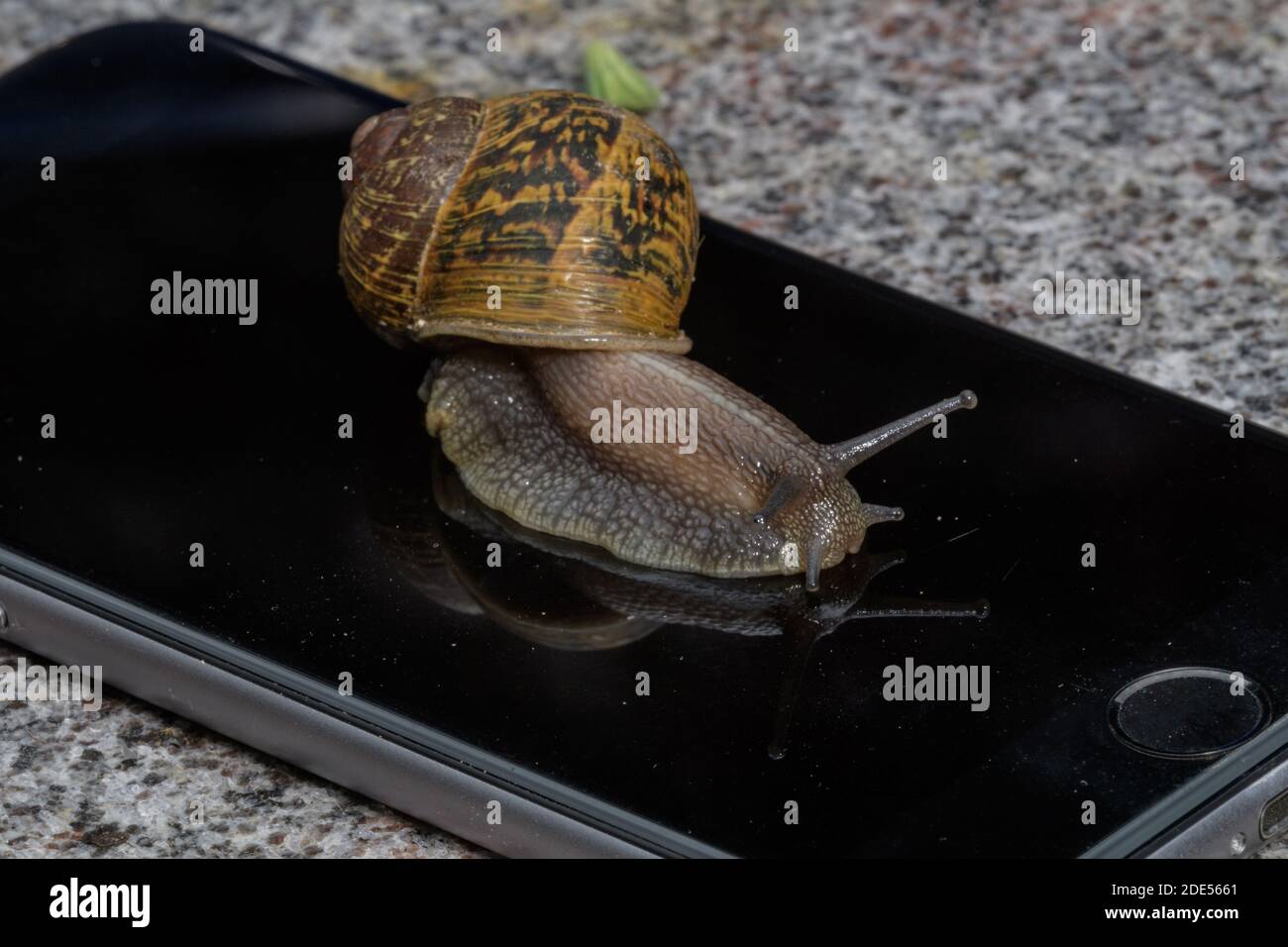 A Garden Snail reflects on a Iphone Stock Photo - Alamy