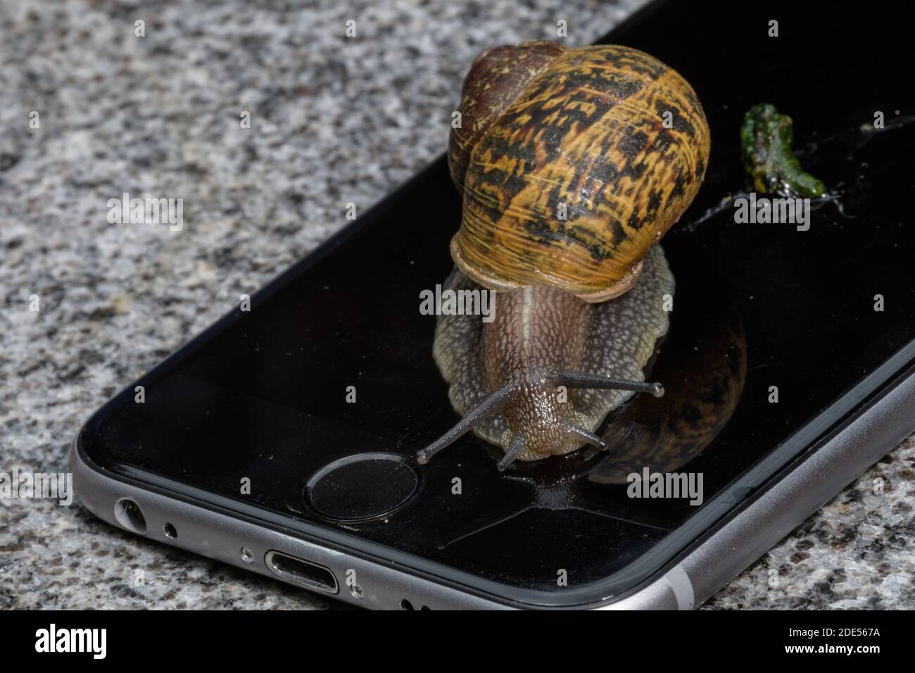 A Garden Snail reflects on a Iphone Stock Photo - Alamy