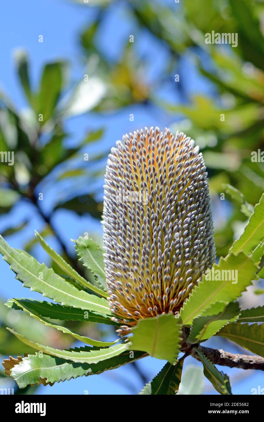 Backlit Australian native Old Man Banksia flower, Banksia serrata ...