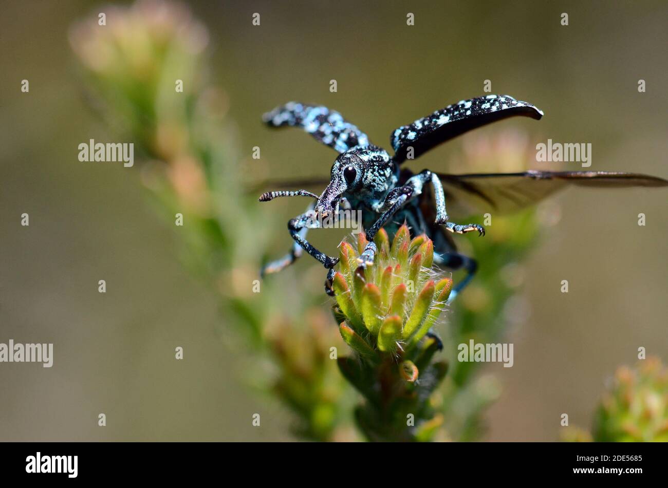 Close up of an Australian native blue and black Botany Bay Weevil ...