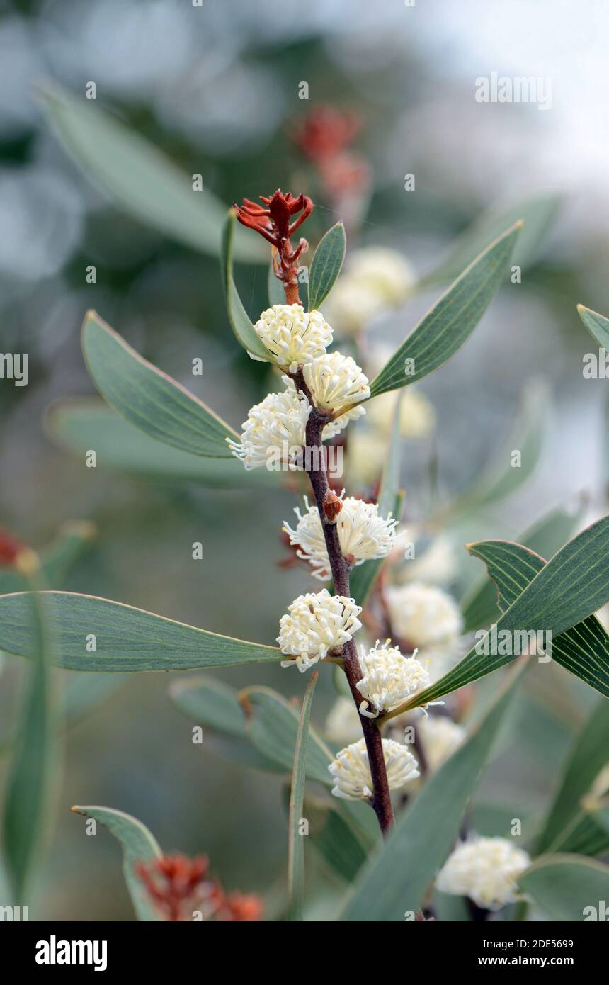 Creamy white flowers of the Australian native Finger Hakea, Hakea ...