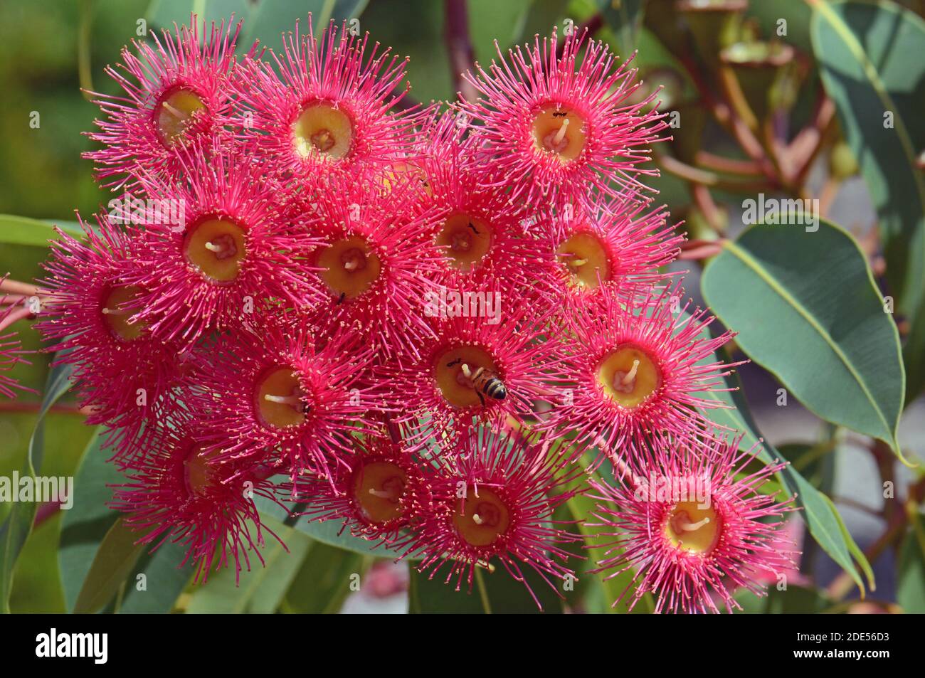Red blossoms of the Australian native flowering gum tree Corymbia ...