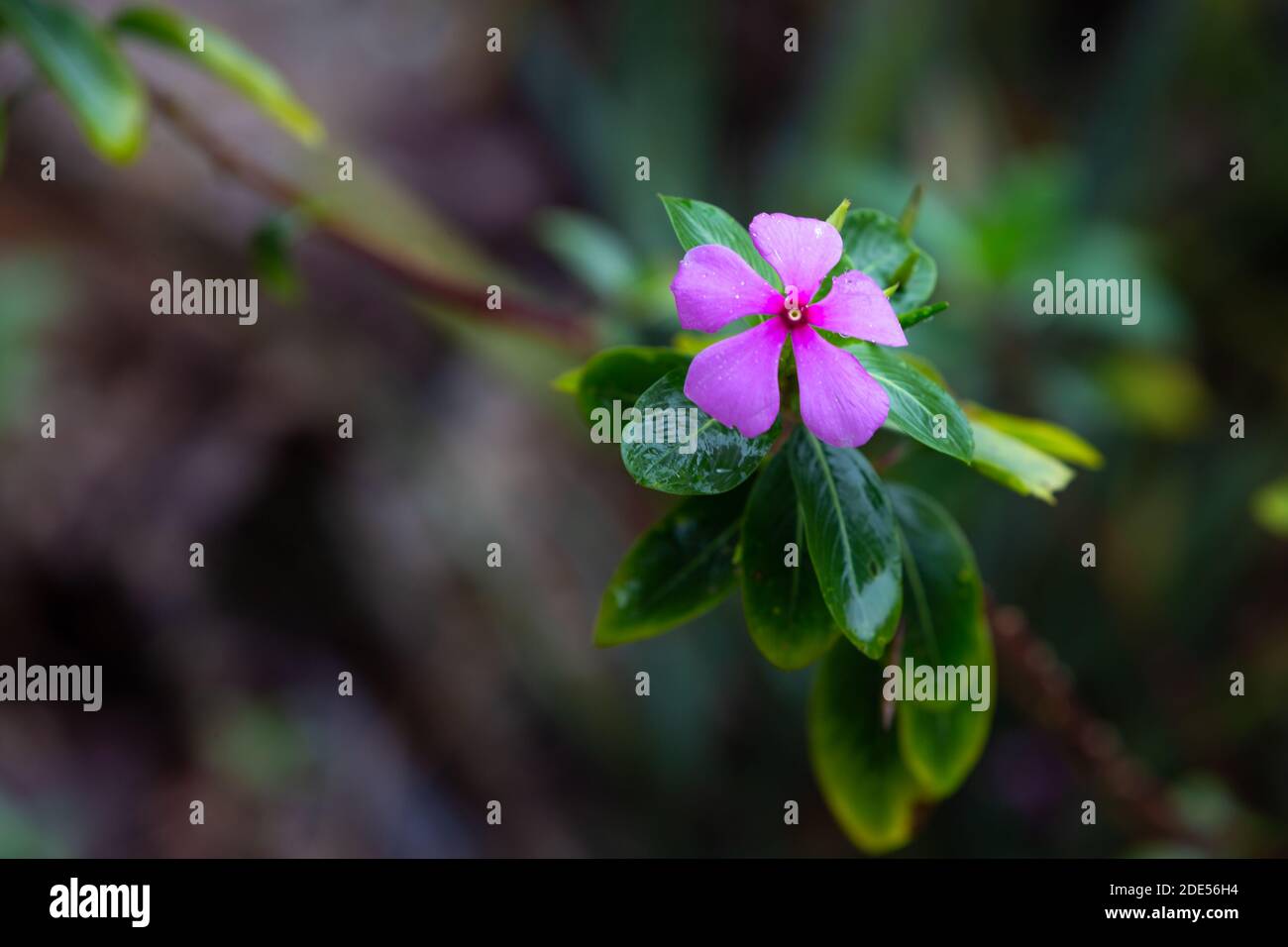 One purple native flower of the island of Madagascar Stock Photo - Alamy