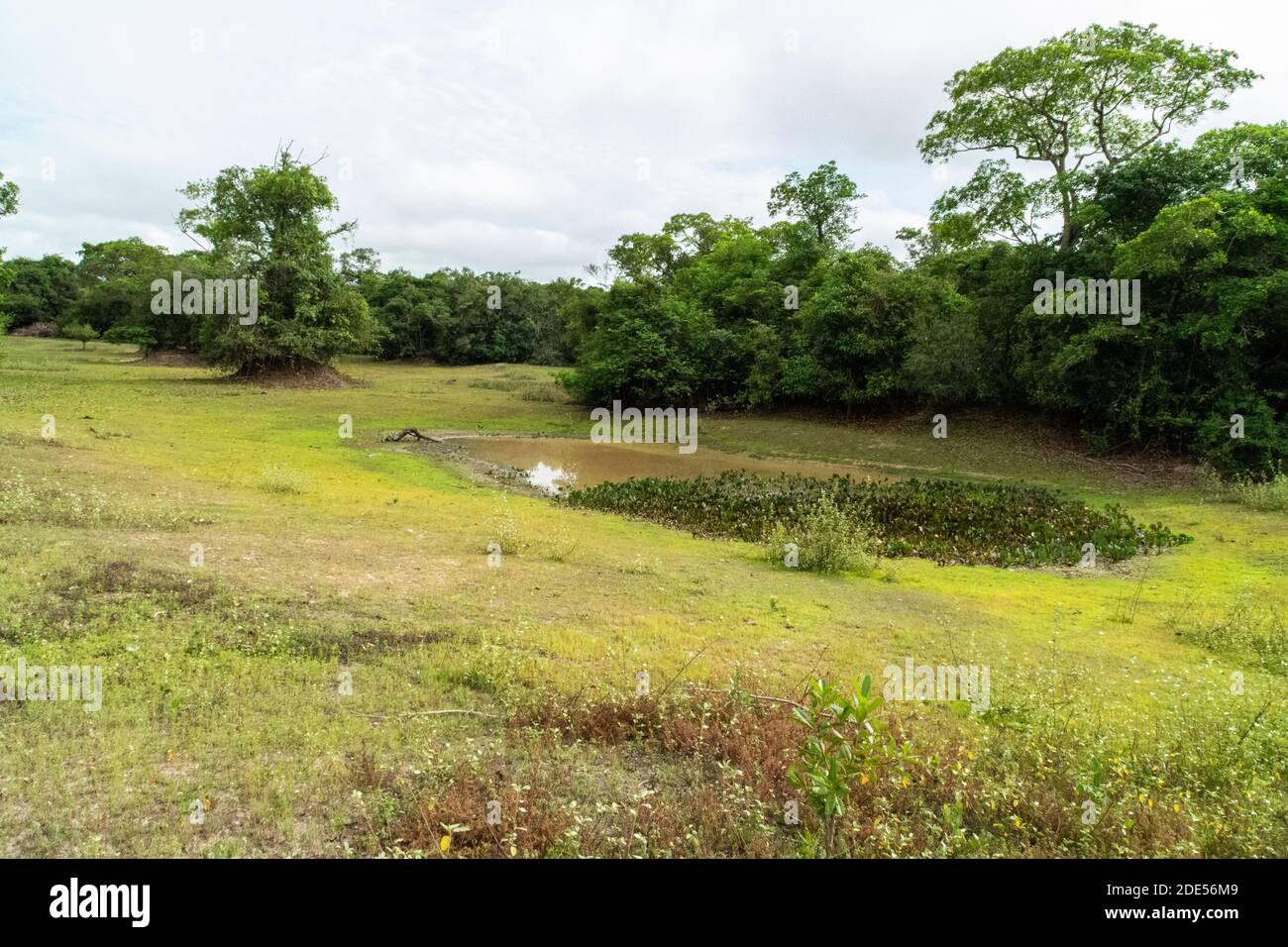 The flood plains in the dry season within the world's largest wetlands ...