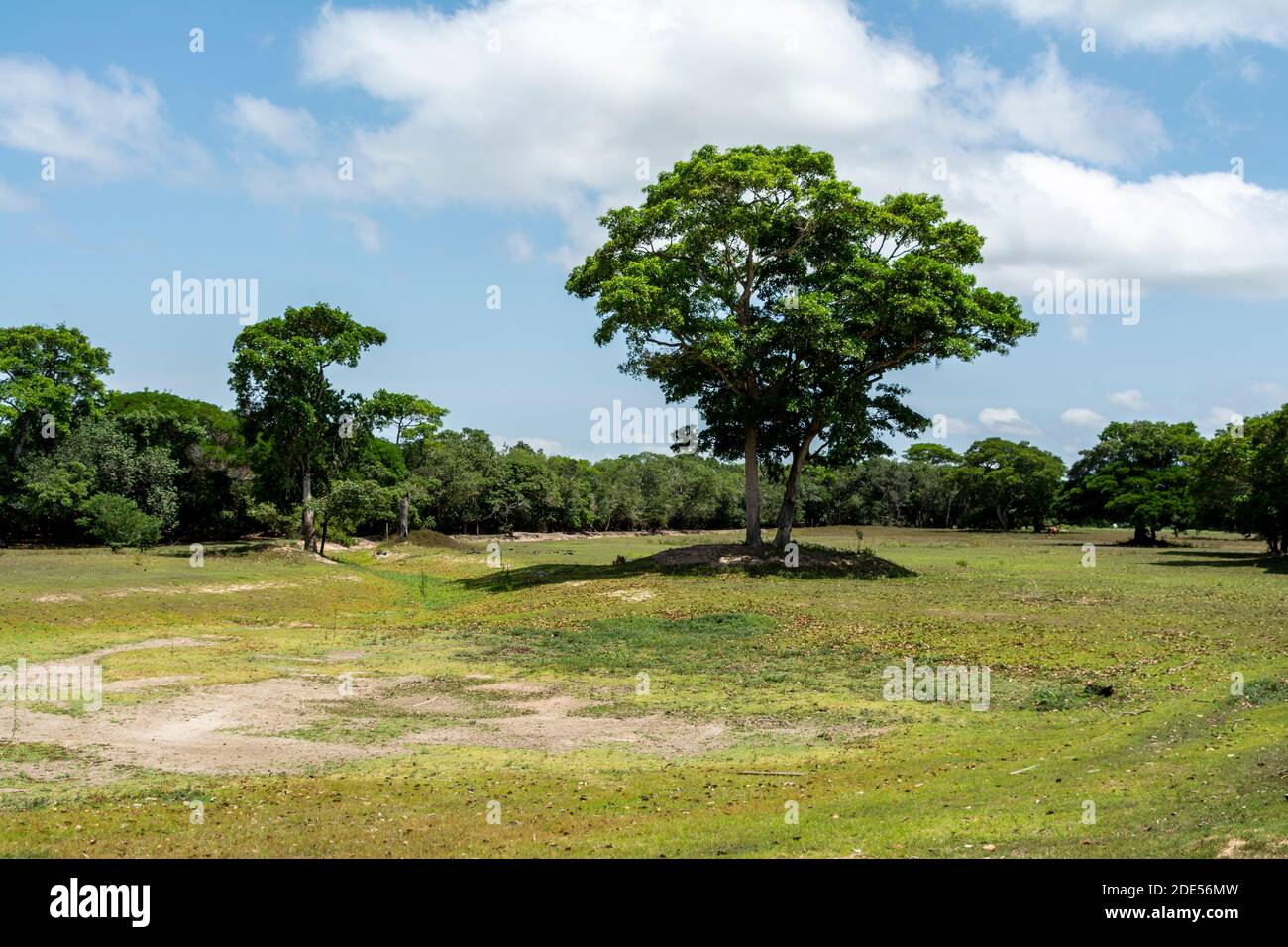 The flood plains in the dry season within the world's largest wetlands ...