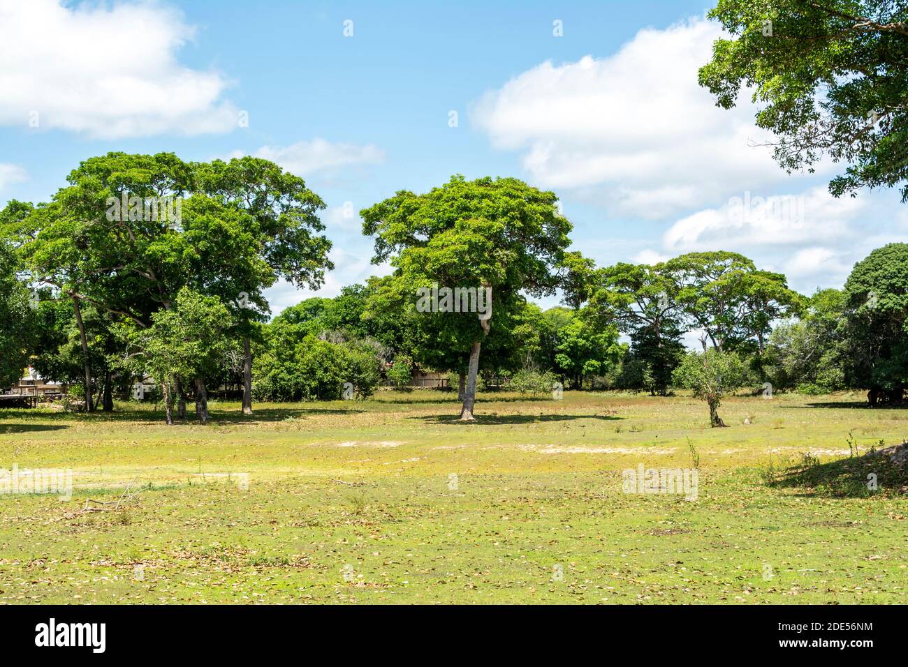 The flood plains in the dry season within the world's largest wetlands ...