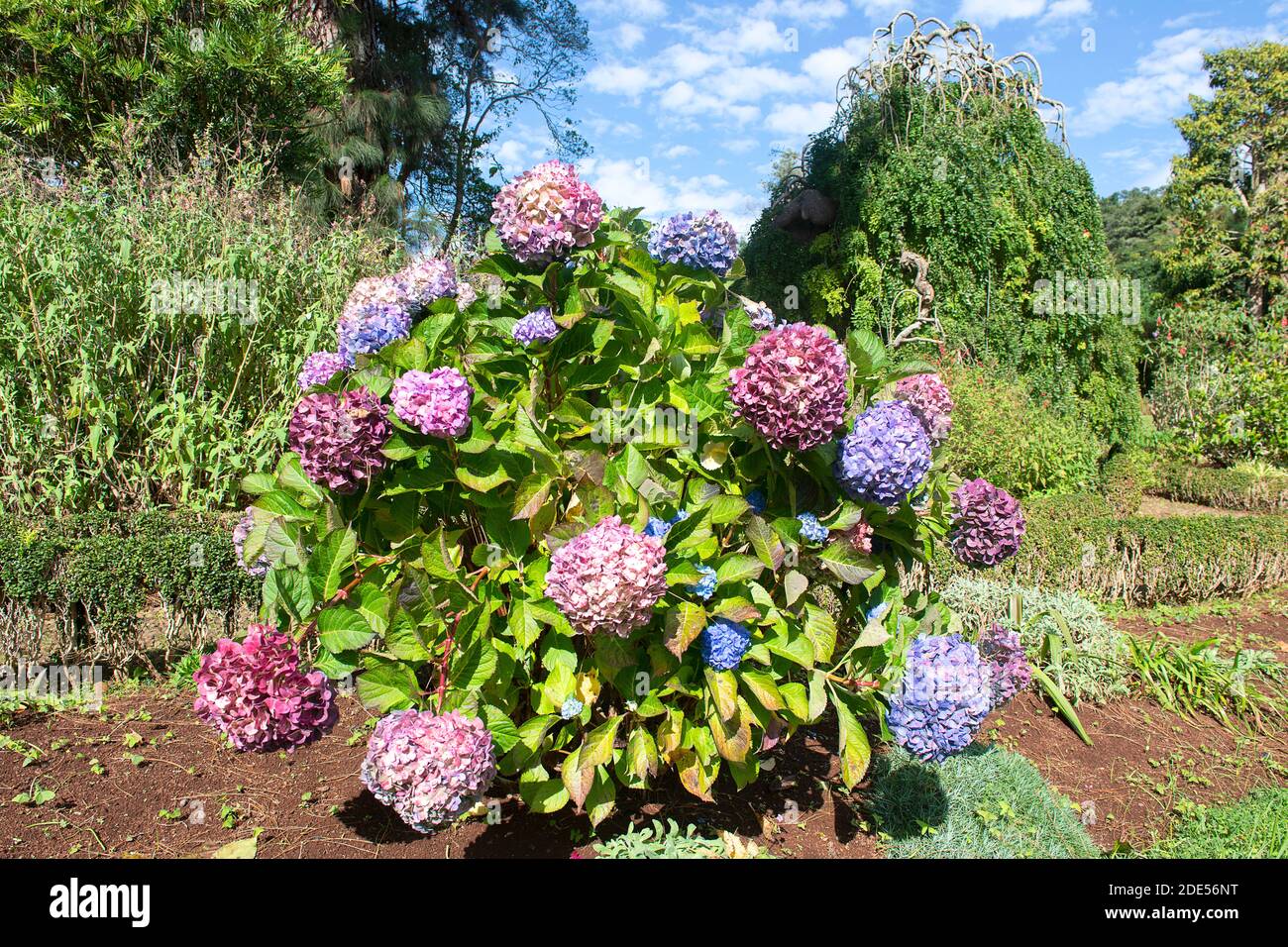 Hydrangea Flower Bush in Palheiro, Funchal, Madeira, Portugal Stock ...