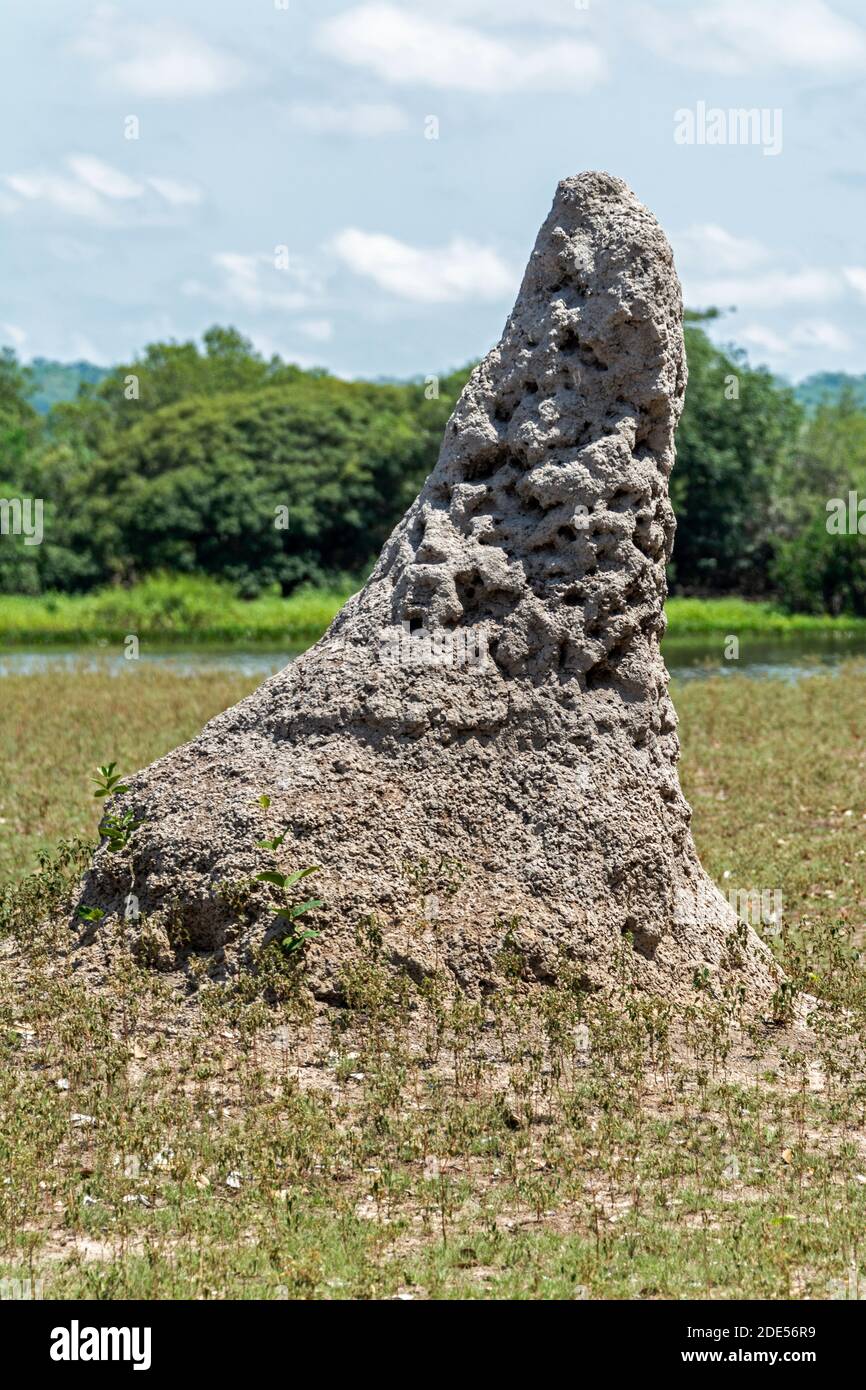 Termite nest mound hi-res stock photography and images - Alamy