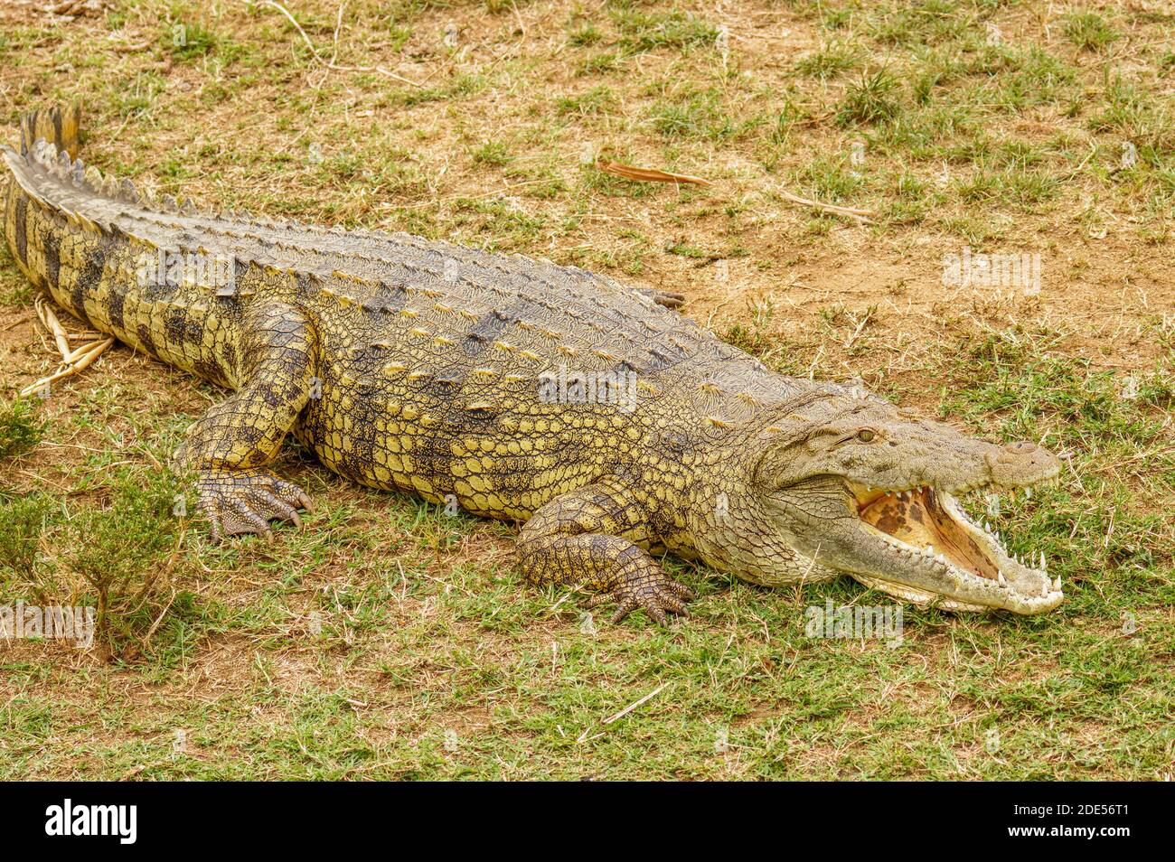 Nile Crocodile ( Crocodylus niloticus) at the Kazinga Channel, Queen ...