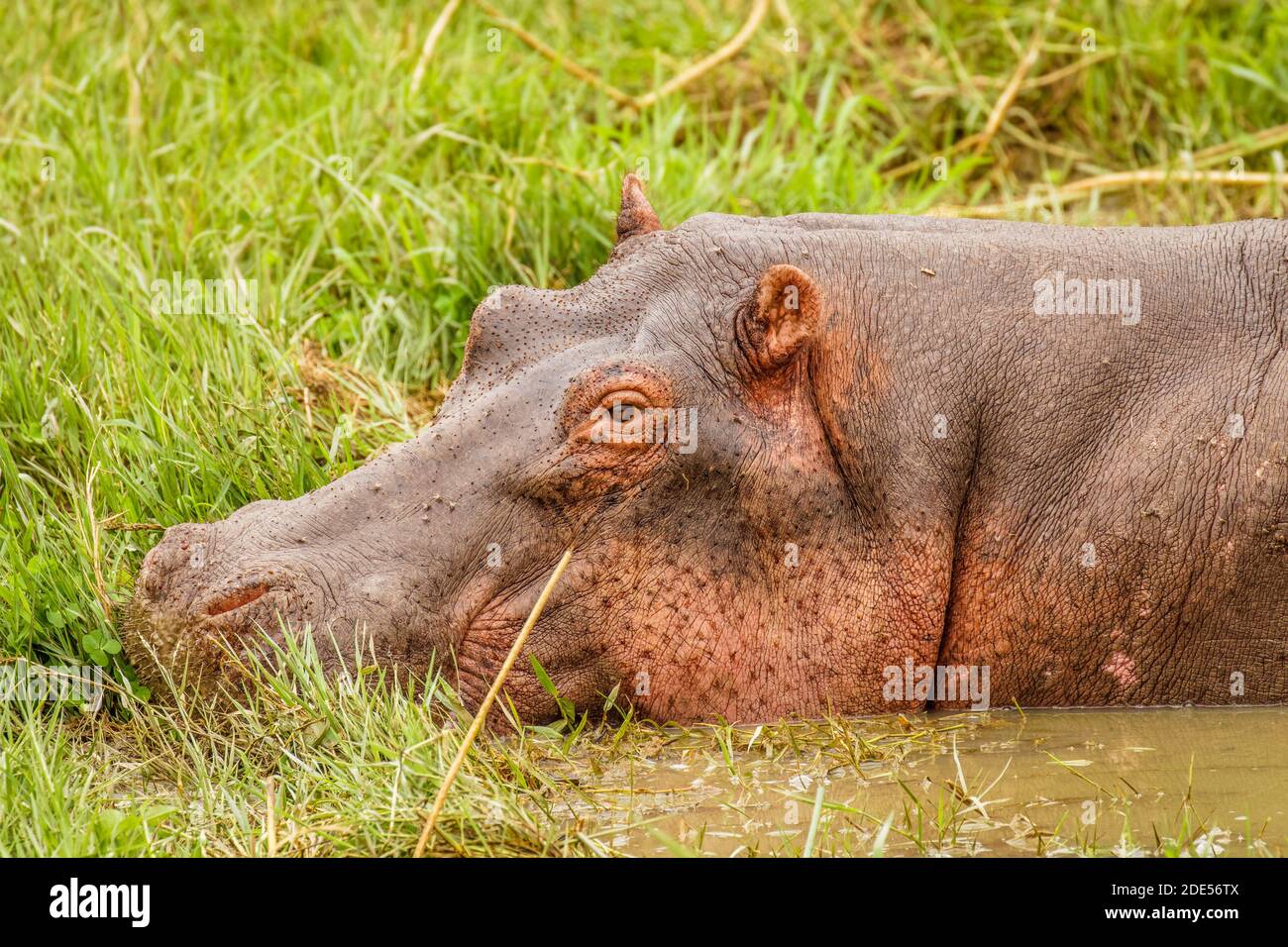 Hippo (Hippopotamus amphibious) relaxing in the water during the day ...