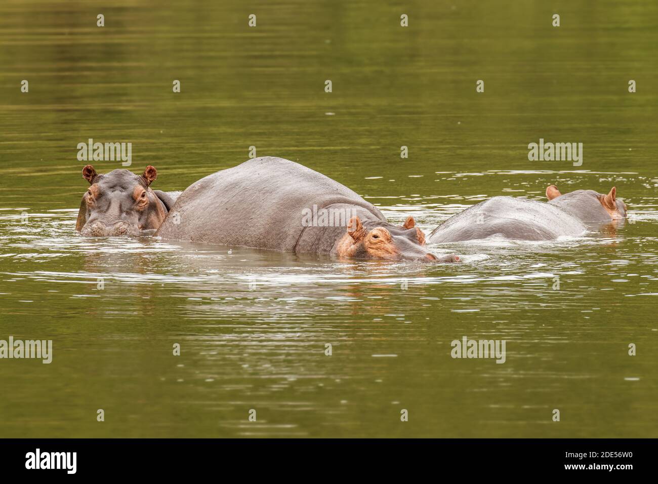 A herd of common hippopotamus (Hippopotamus amphibius) or hippo, Queen ...