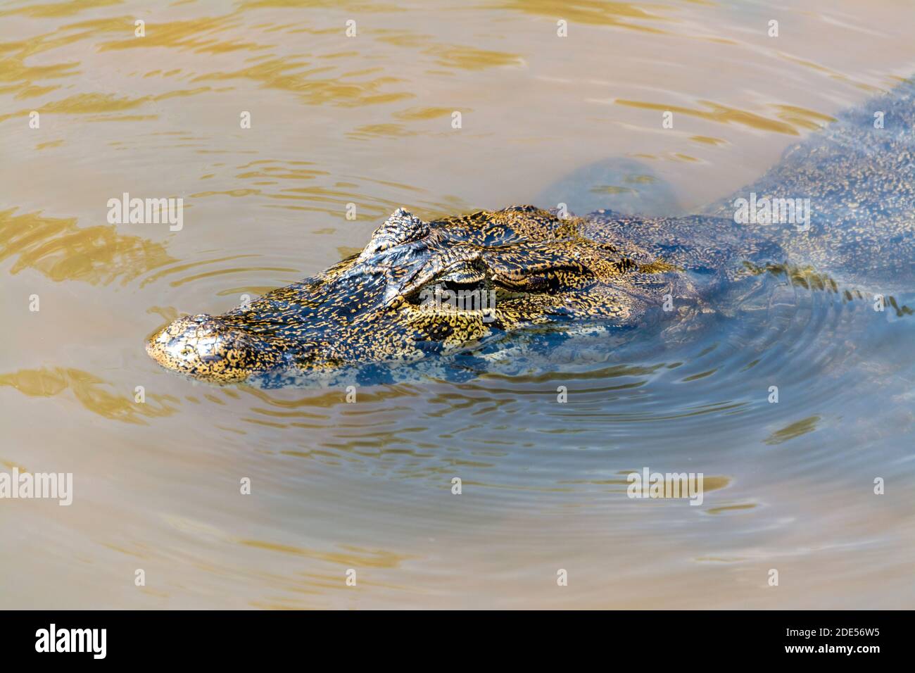 A Spectacled caiman or common caiman is a common sight along the banks ...