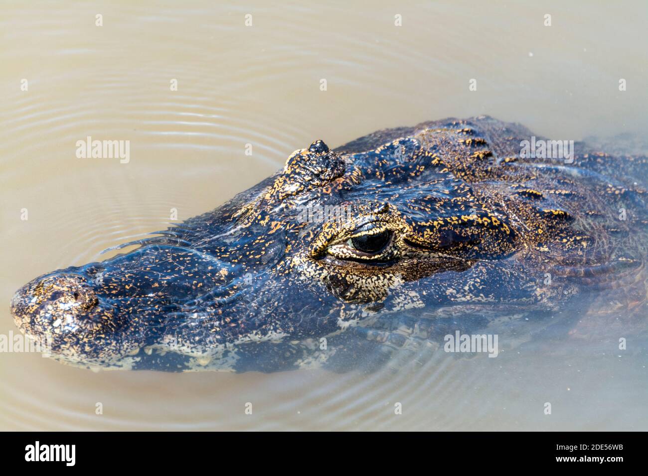 A Spectacled caiman or common caiman is a common sight along the banks ...