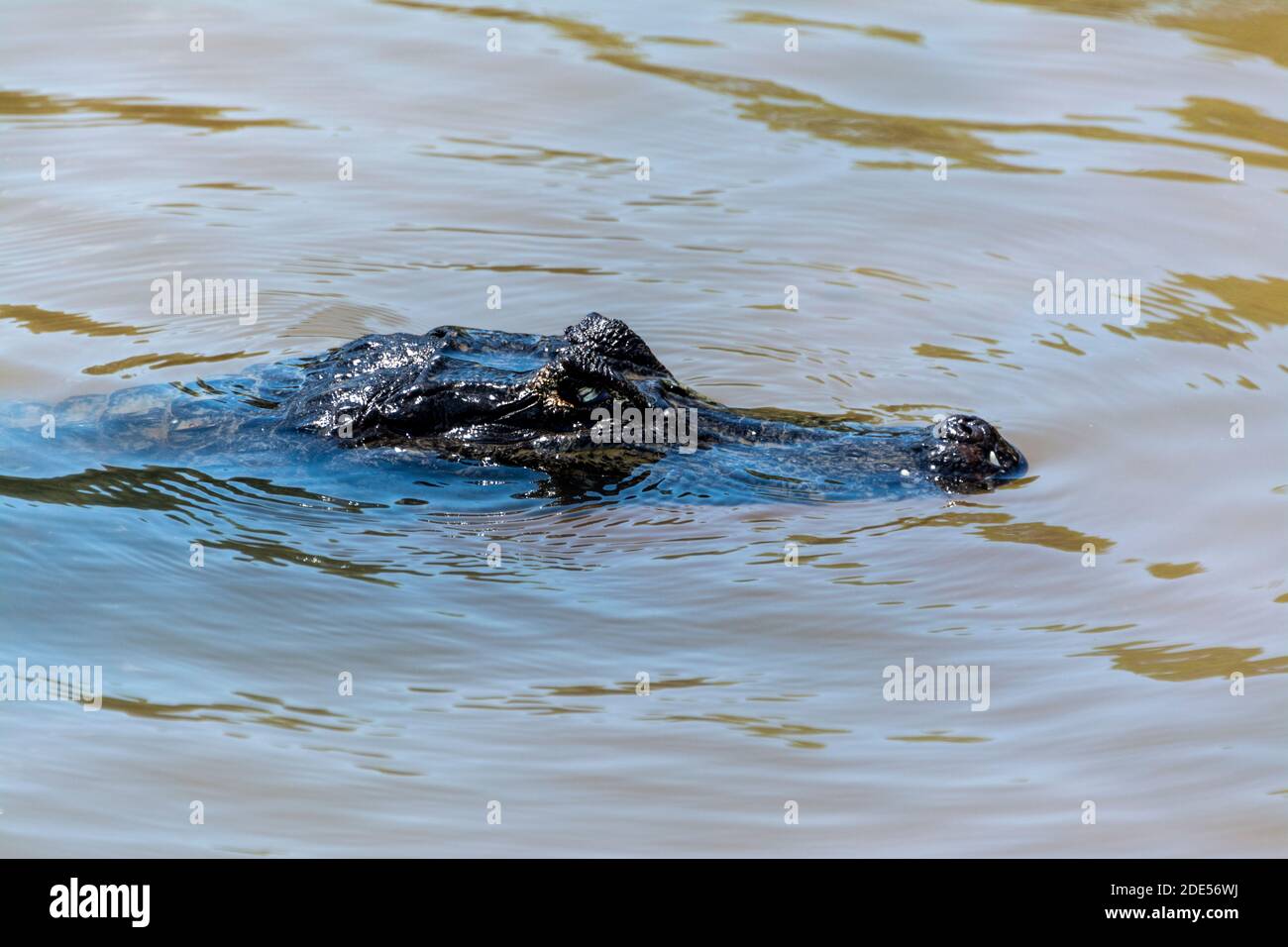 A Spectacled caiman or common caiman is a common sight along the banks ...